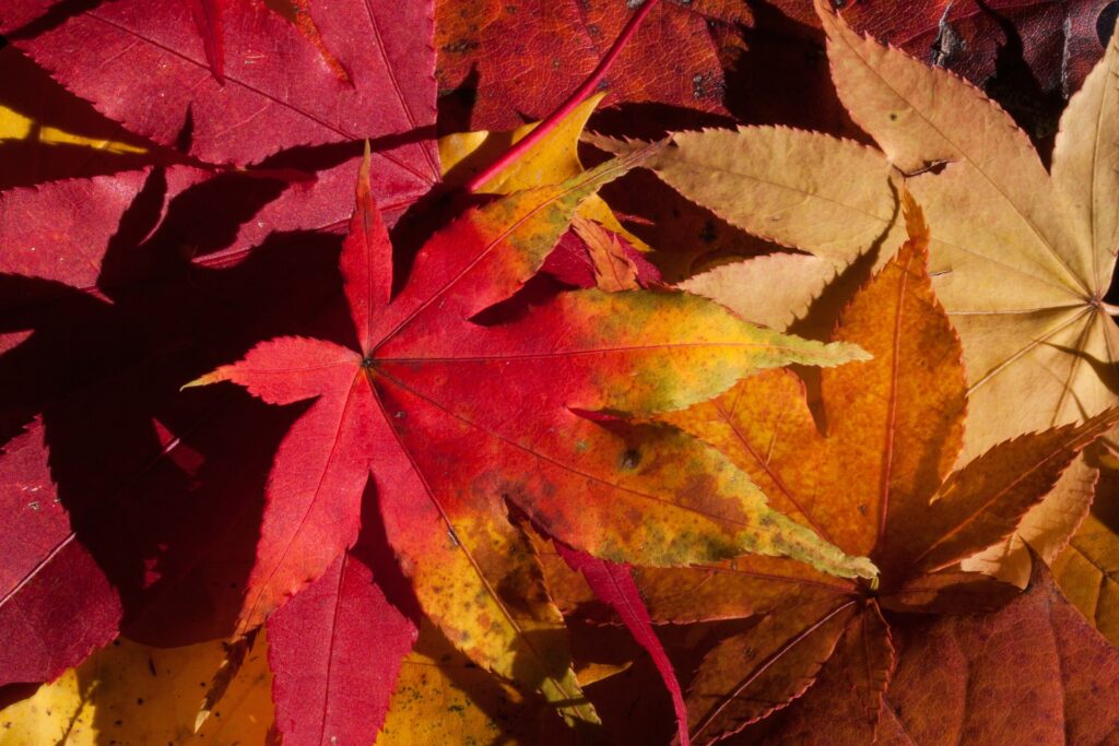 The Mystery of Red Autumn Leaves: Why Only Some Trees Change Color