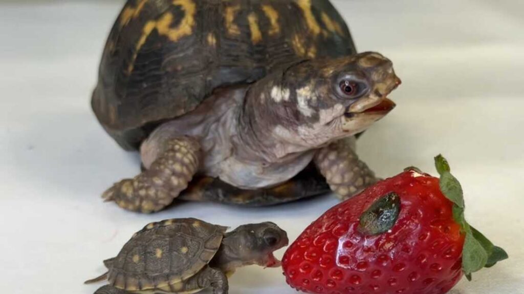 Rescued Box Turtle Rockalina Begins New Life After 50 Years in Captivity