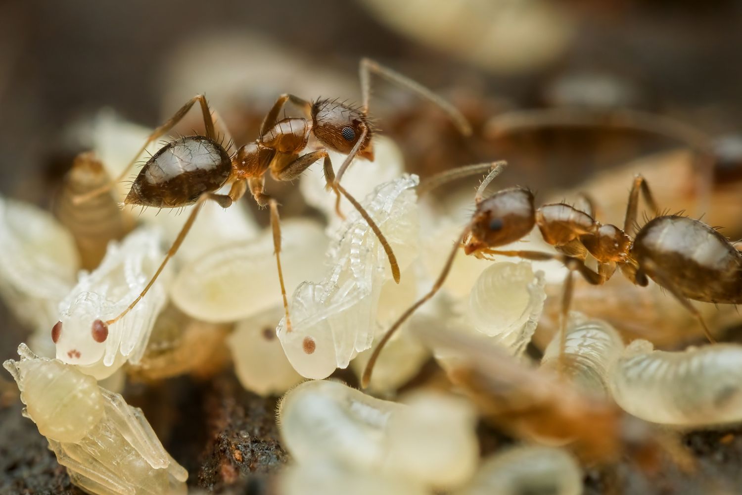 Sick Ant Pupae Emit Chemical Death Signal to Protect Colonies