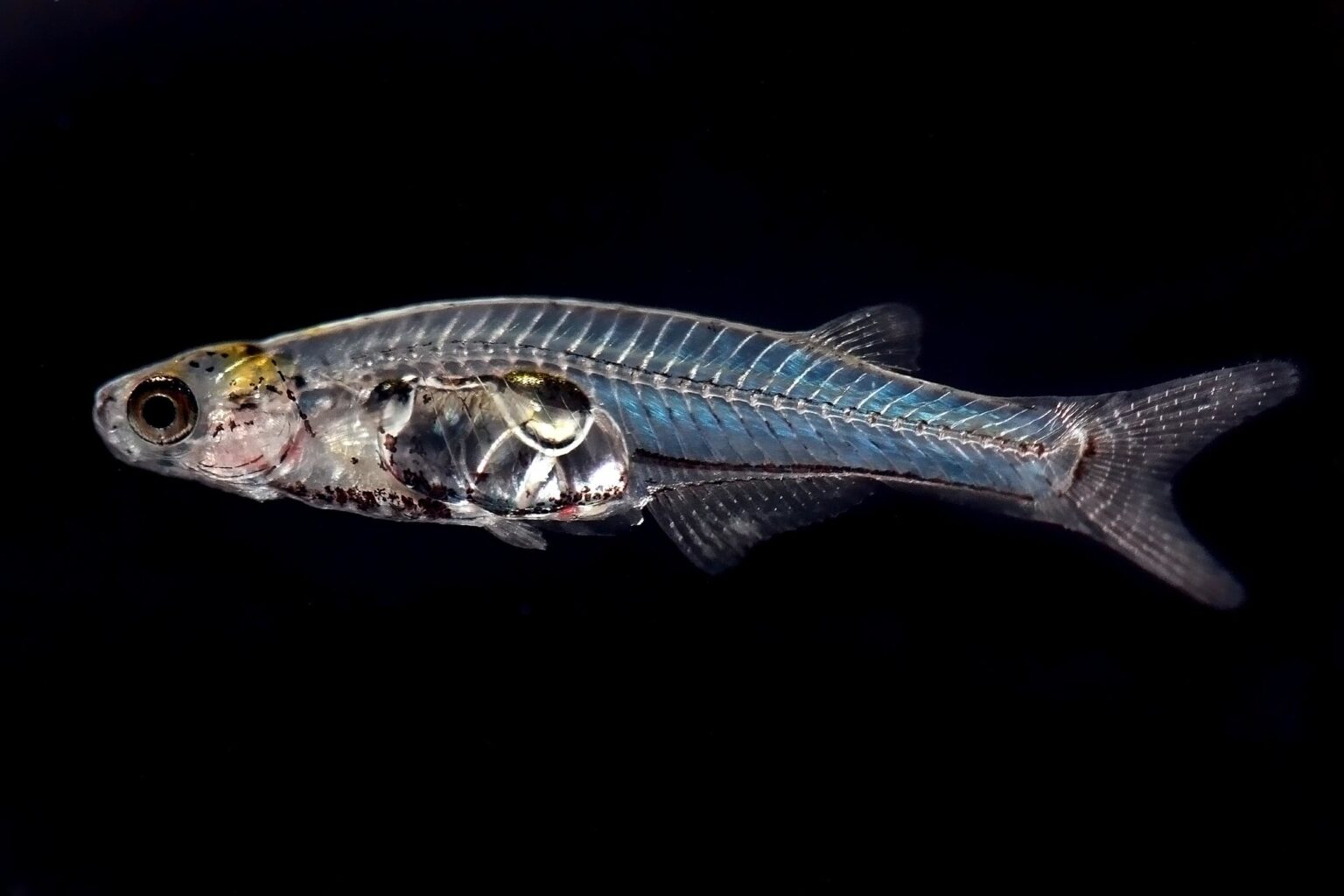 Transparent Danionella Fish Could Transform Brain Science and AI ...